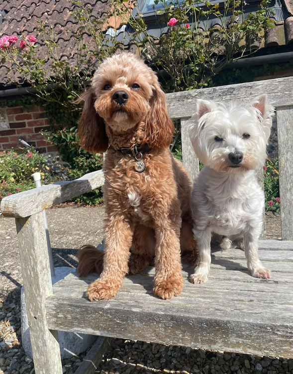 Home: [nutbournevets.co.uk]