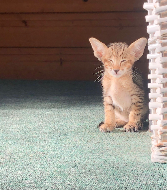 Home: [nutbournevets.co.uk]