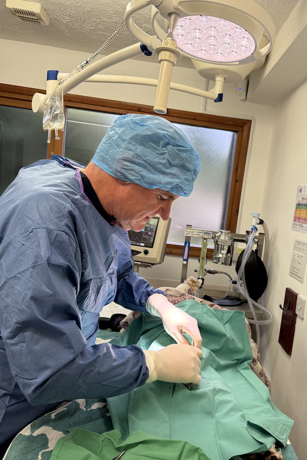 Home: [nutbournevets.co.uk]