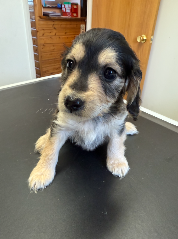 Home: [nutbournevets.co.uk]