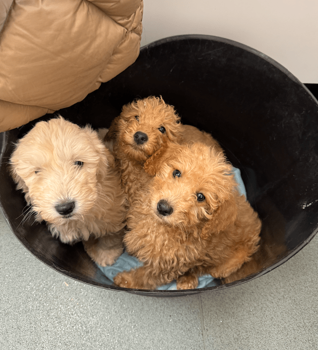 Home: [nutbournevets.co.uk]