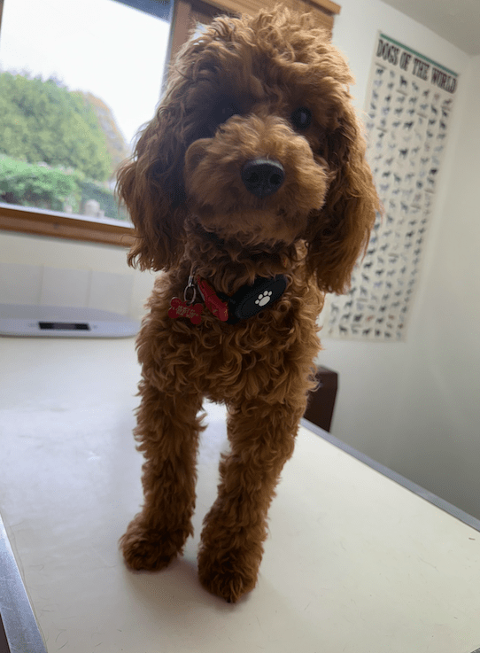 Home: [nutbournevets.co.uk]