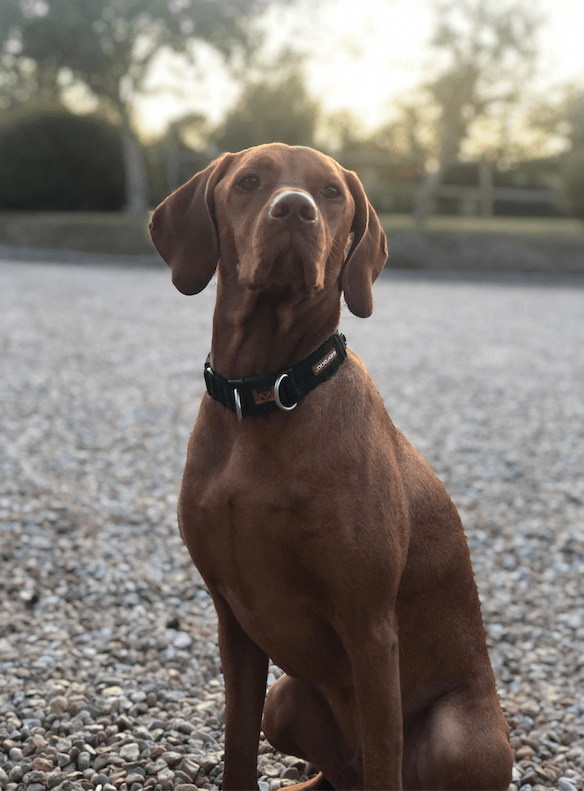 Home: [nutbournevets.co.uk]