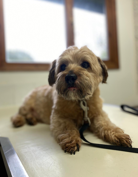 Home: [nutbournevets.co.uk]