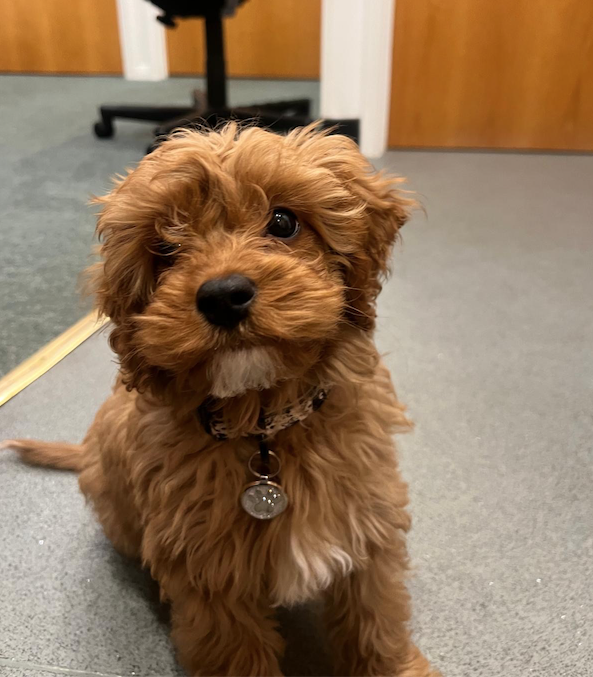 Home: [nutbournevets.co.uk]