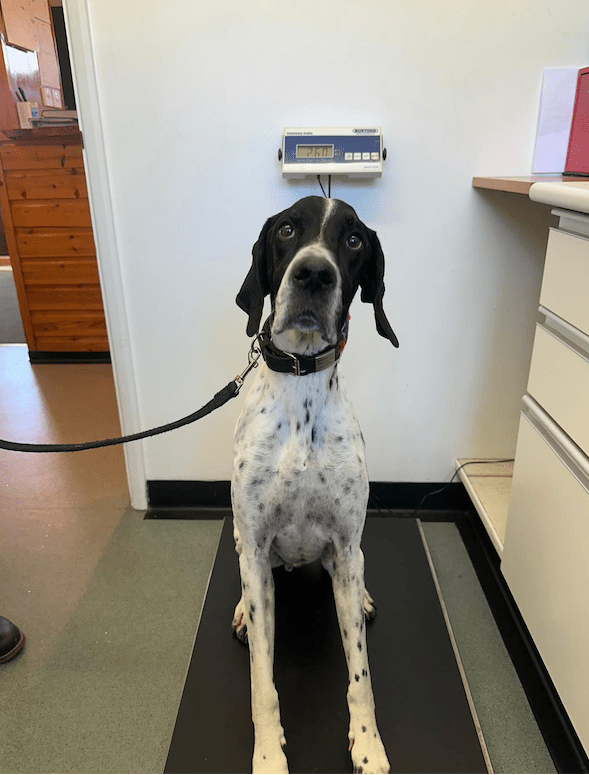 Home: [nutbournevets.co.uk]