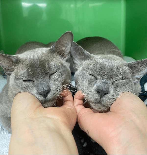 Home: [nutbournevets.co.uk]